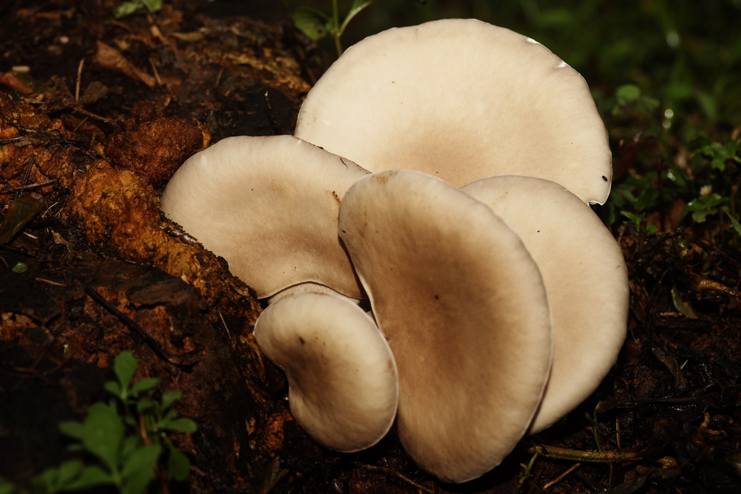 Abalone Mushroom - VIP Inter Health